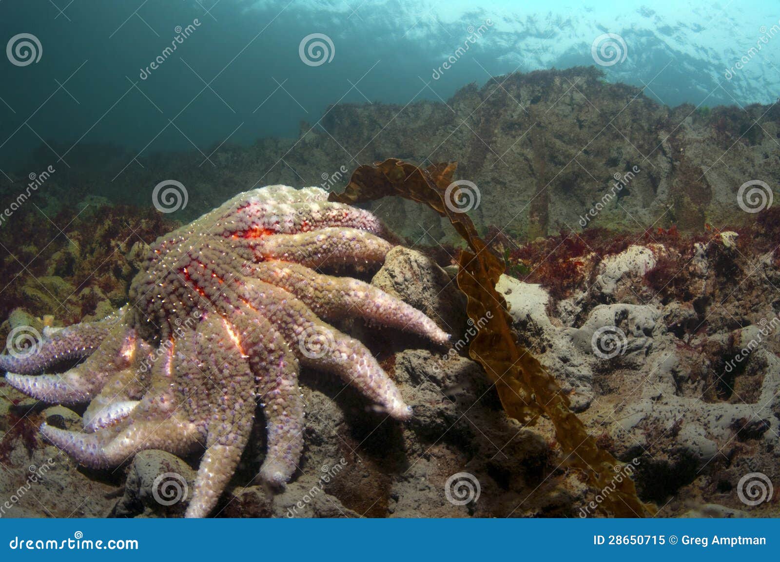 Sunflower Sea Star stock image. Image of travel, life - 28650715
