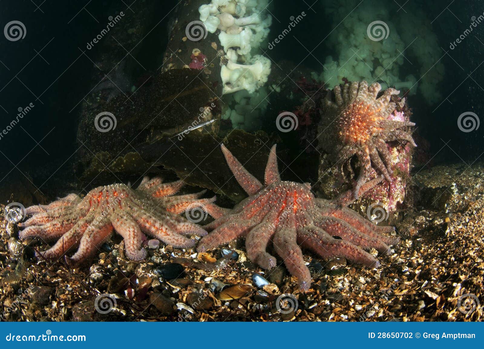 Sunflower Sea Stars stock photo. Image of tourism, undersea - 28650702