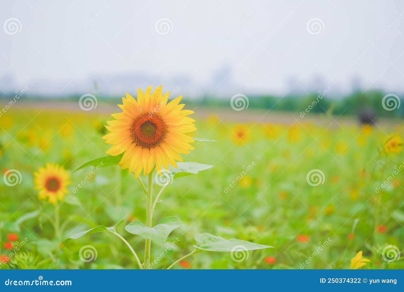 The Beautiful Sunflower Sea in Summer in June Stock Photo - Image of ...