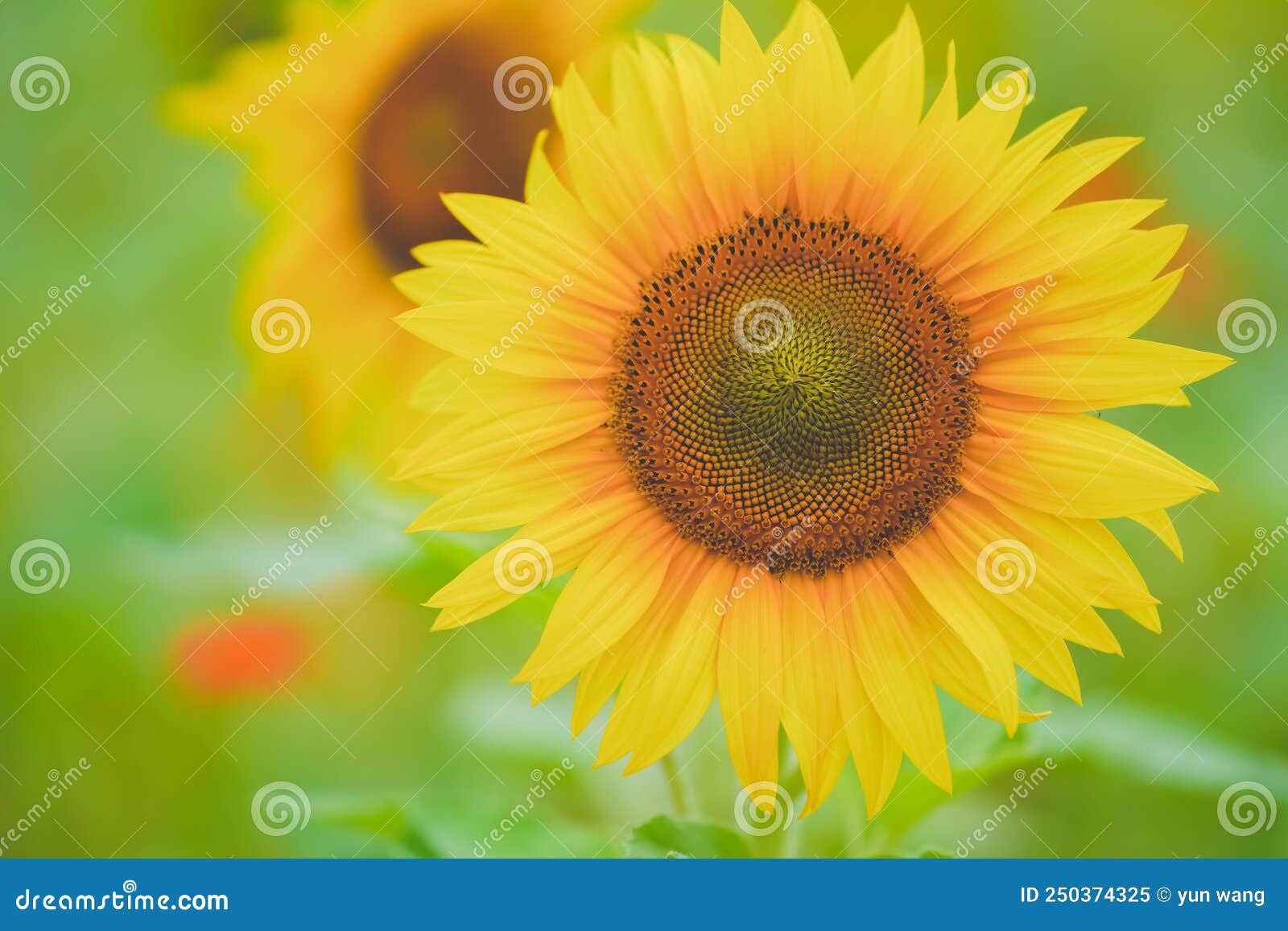 The Beautiful Sunflower Sea in Summer in June Stock Image - Image of ...