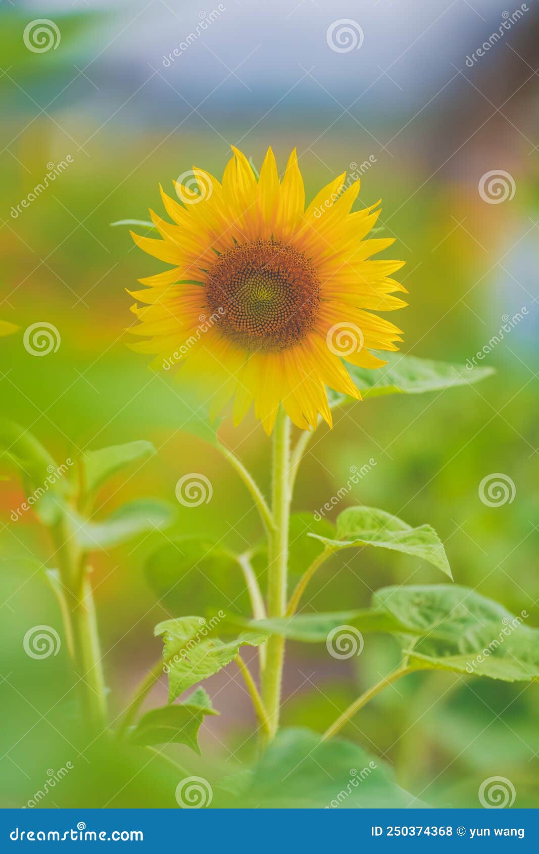 The Beautiful Sunflower Sea in Summer in June Stock Photo - Image of ...