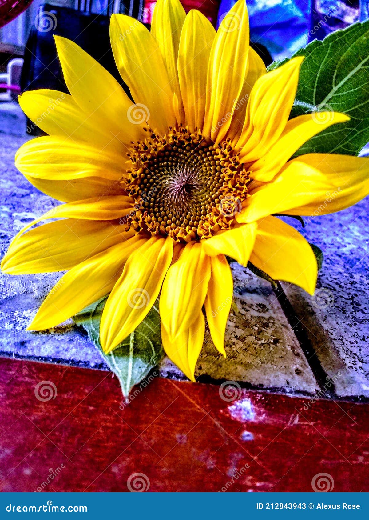 Sunflower Season stock image. Image of colorful, nature - 212843943