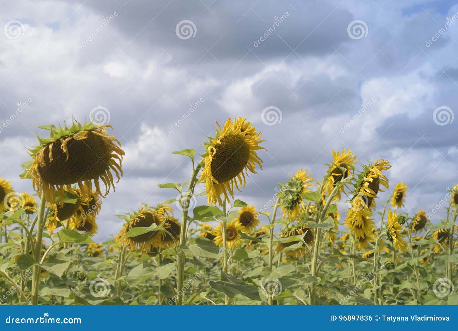 Sunflower stock photo. Image of cookery, summer, butter - 96897836