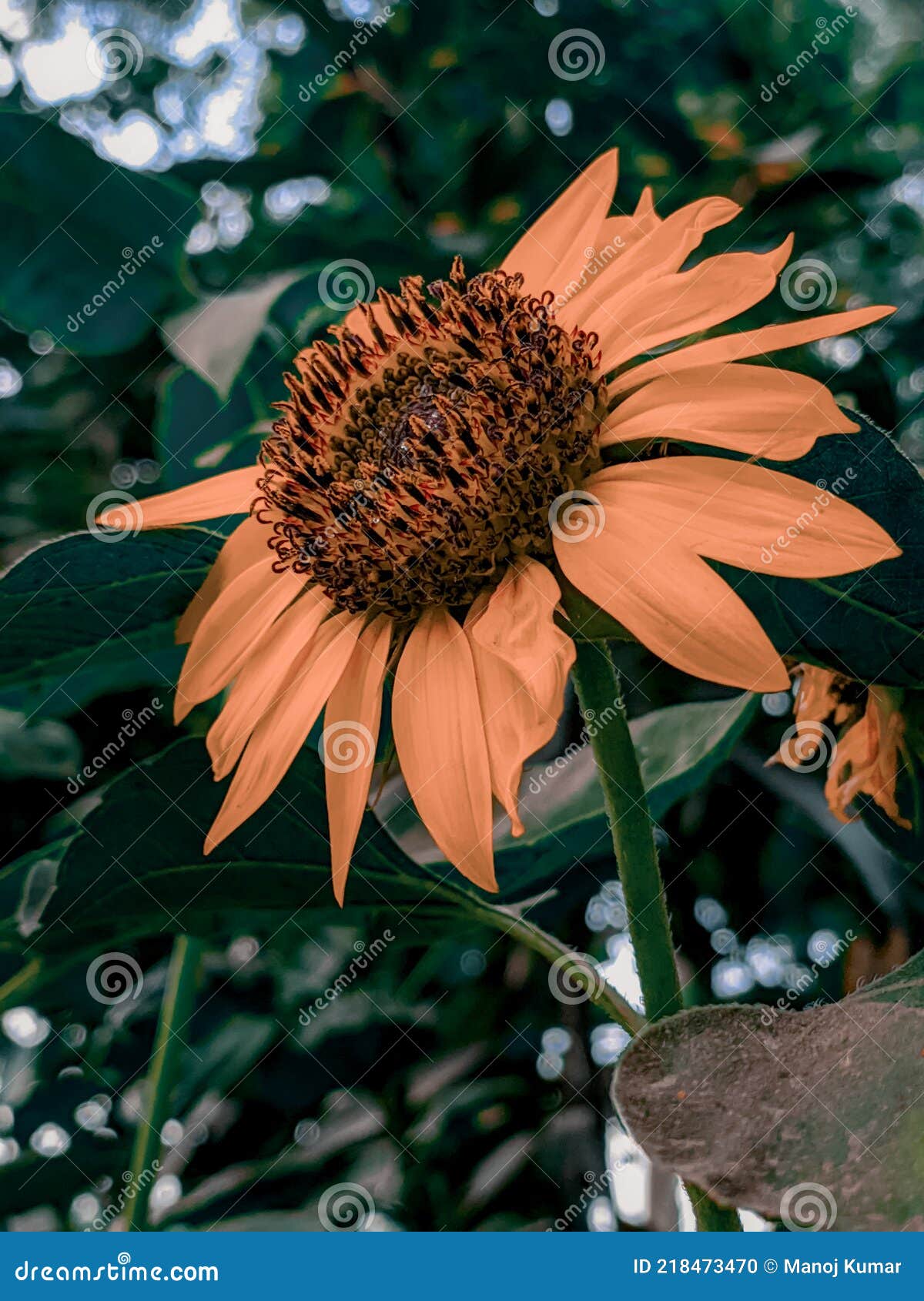 Sunflower with Seed stock photo. Image of autumn, tree - 218473470