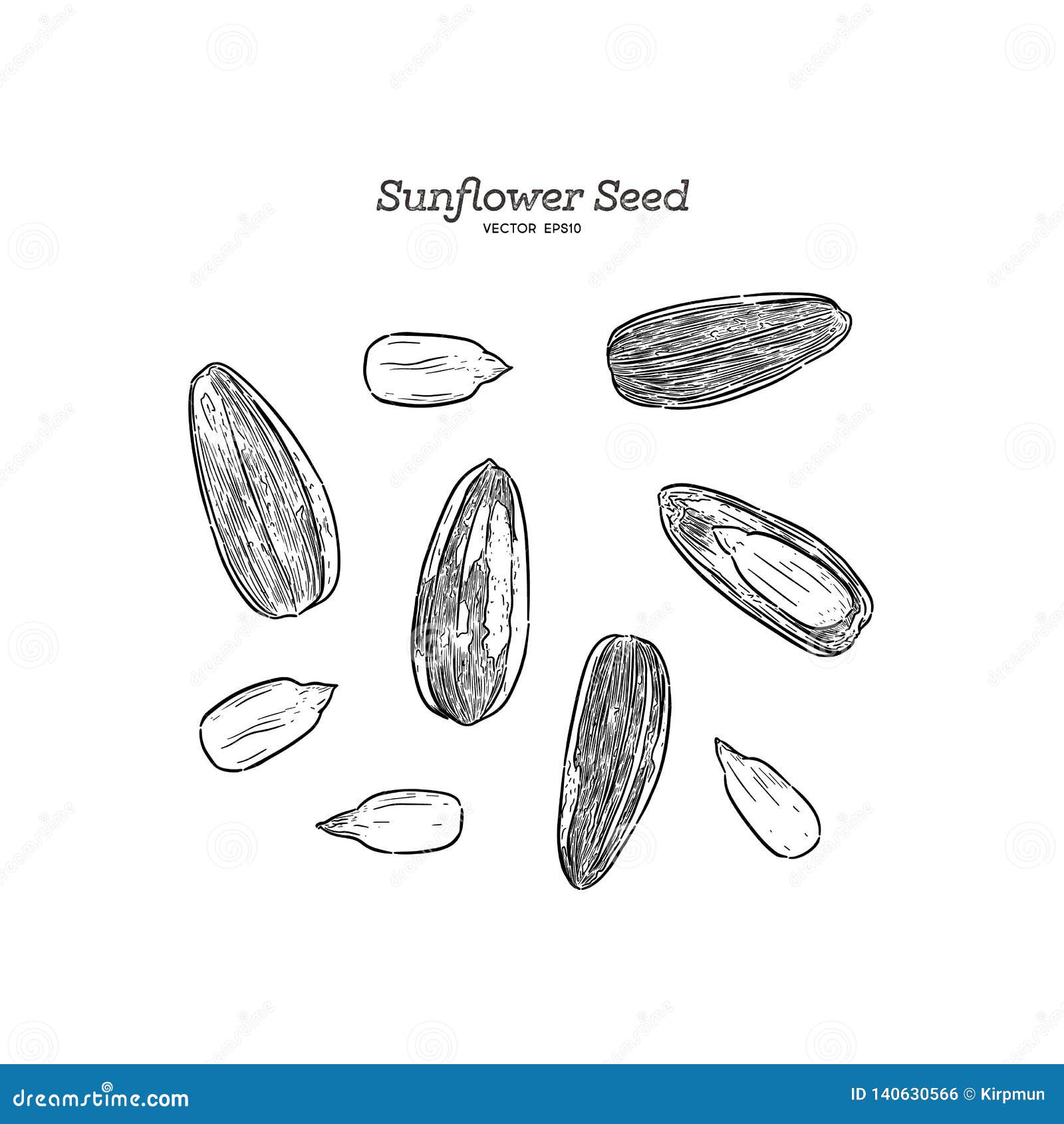 Sunflower Seed, Hand Draw Vector Stock Vector - Illustration of data ...