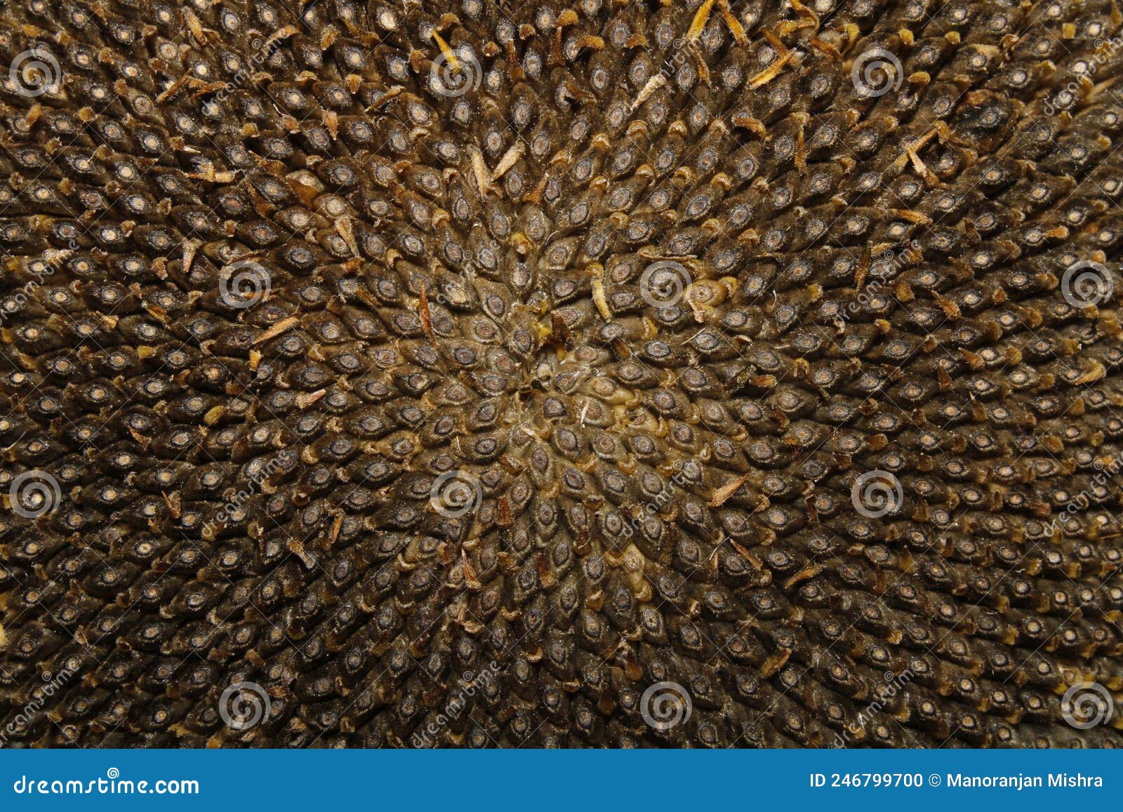 Sunflower Seed Head Background, Sunflower Seed Head Detail, Fibonacci ...