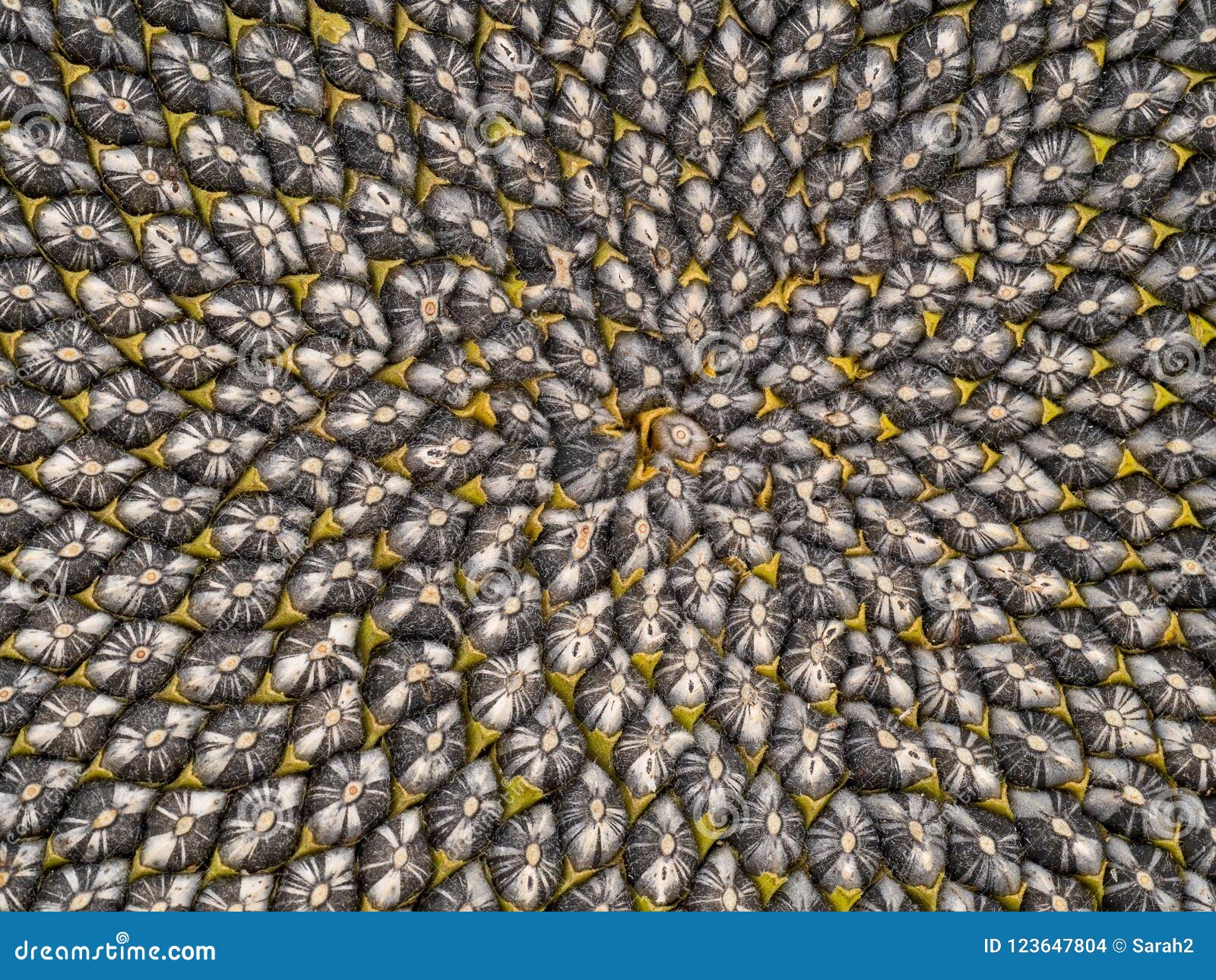1,363 Sunflower Seed Head Pattern Stock Photos - Free & Royalty-Free ...