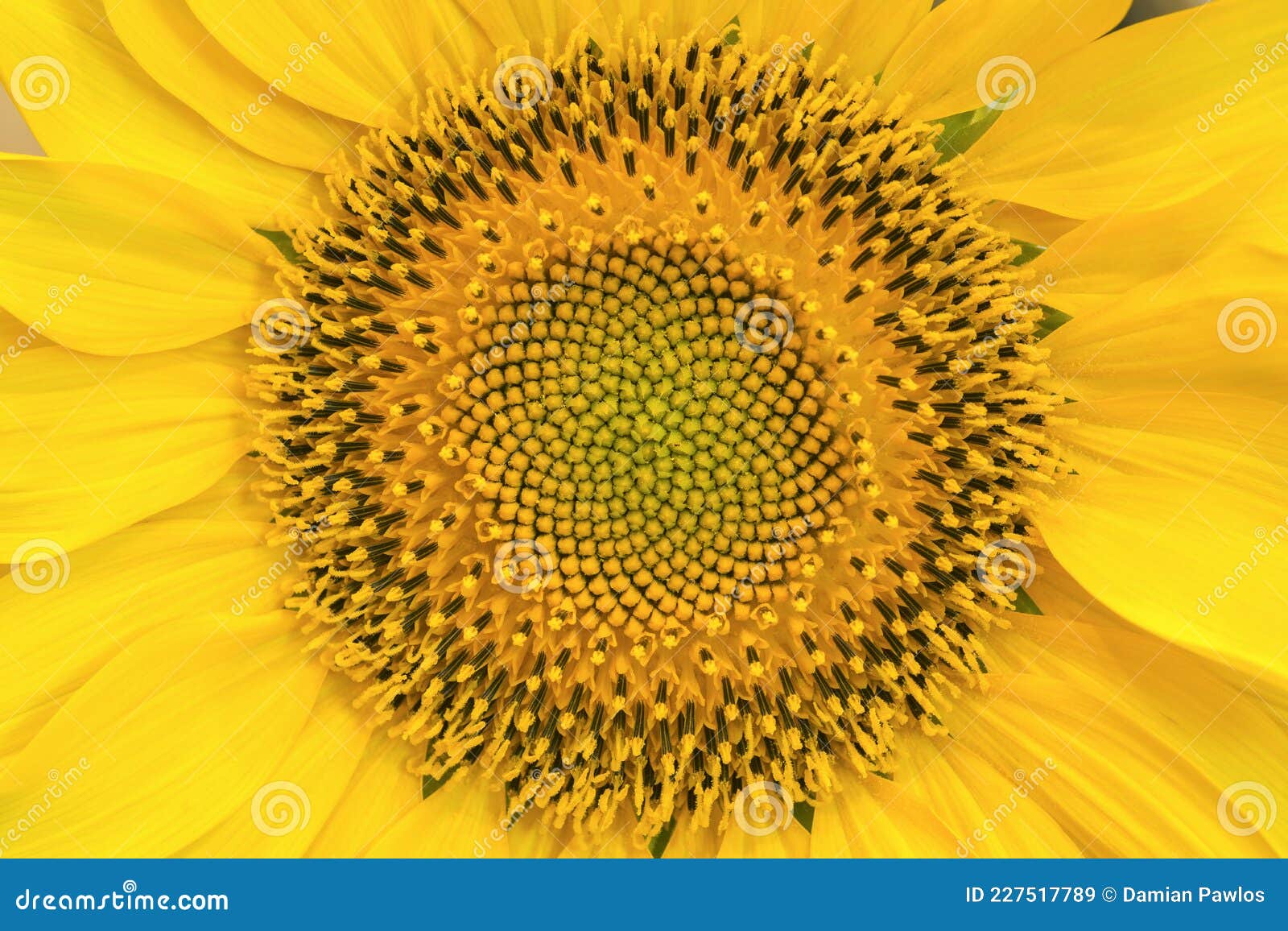 A Sunflower Seed Head with Fibonacci Spirals Stock Image - Image of ...