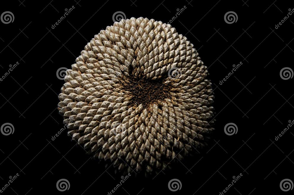 Sunflower Seed Head Pattern Stock Image - Image of sunflower, form ...