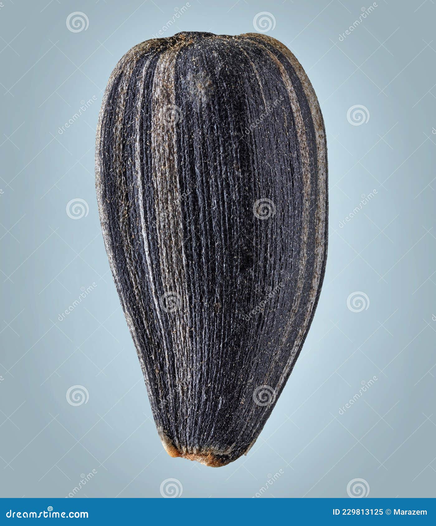 Sunflower seed macro stock image. Image of grow, botany - 229813125