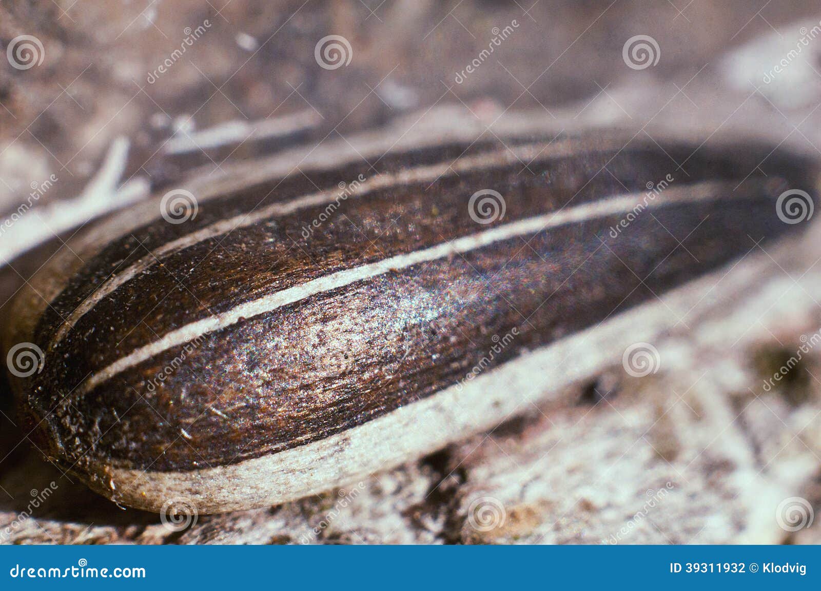 Sunflower seed macro stock photo. Image of shell, ingredient - 39311932