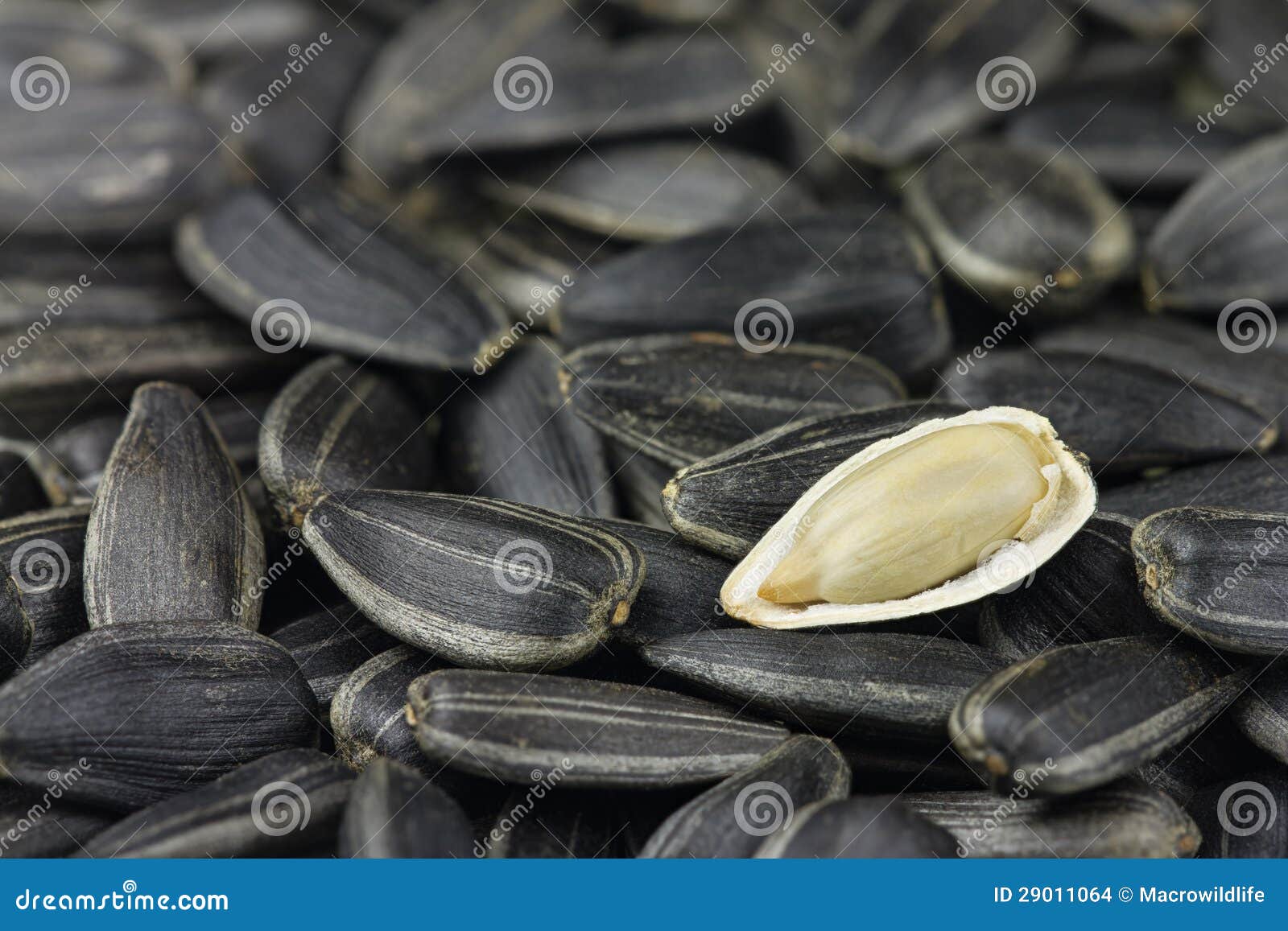 Sunflower seed open stock photo. Image of group, background - 29011064