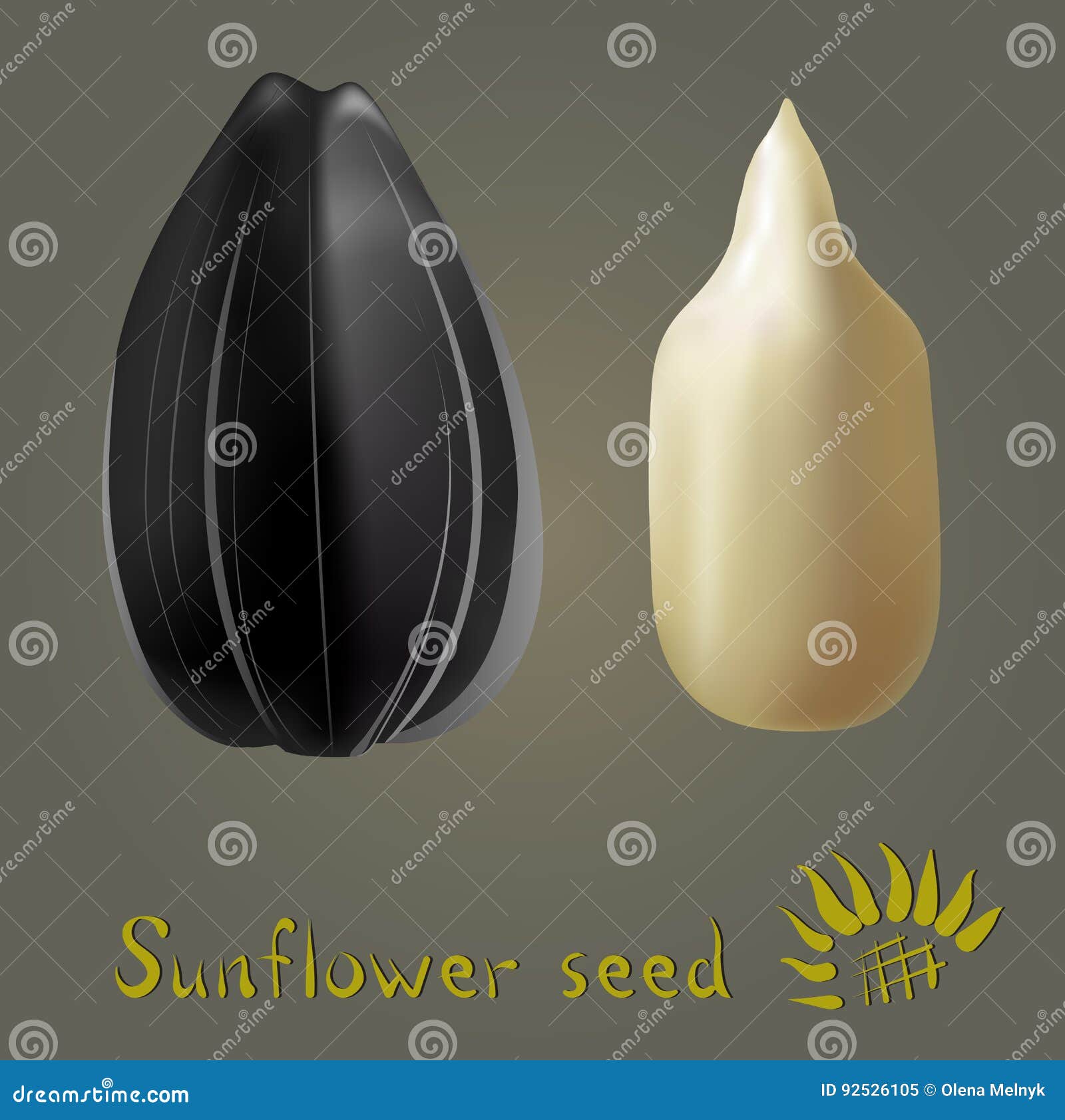 Sunflower Seed, Vector Realistic Colour Illustration. Stock Vector ...