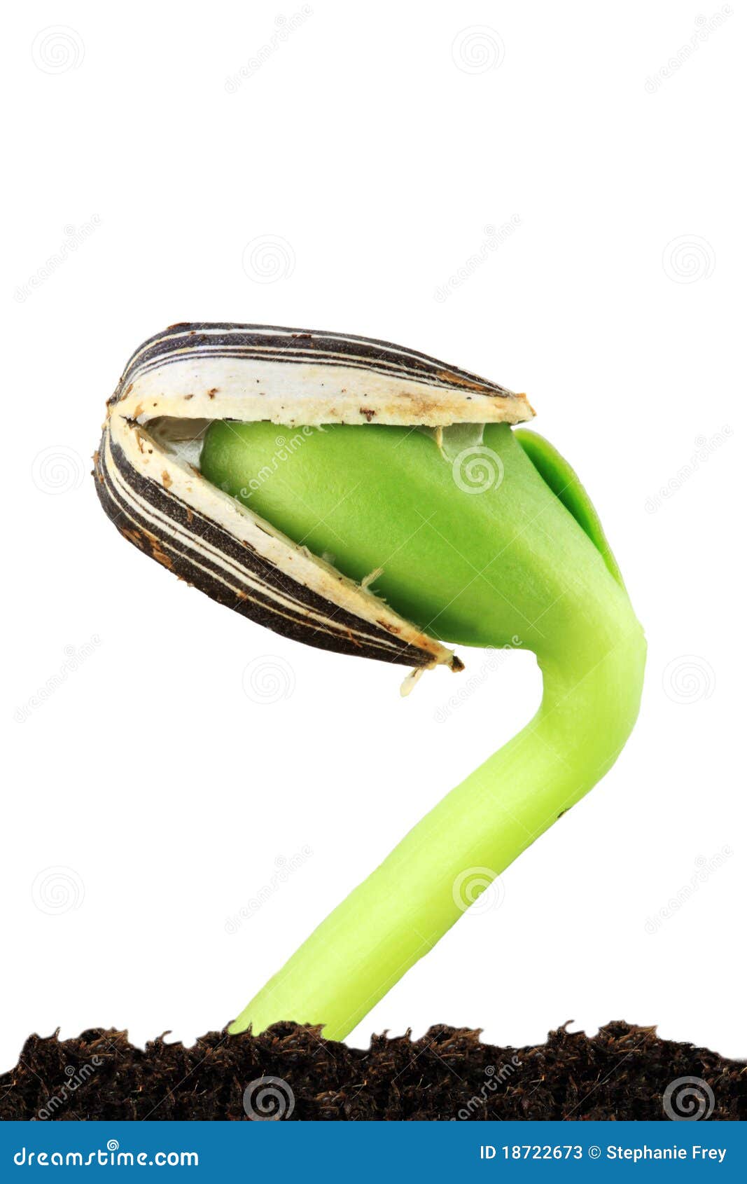 Sunflower Seedling stock image. Image of germinating - 18722673