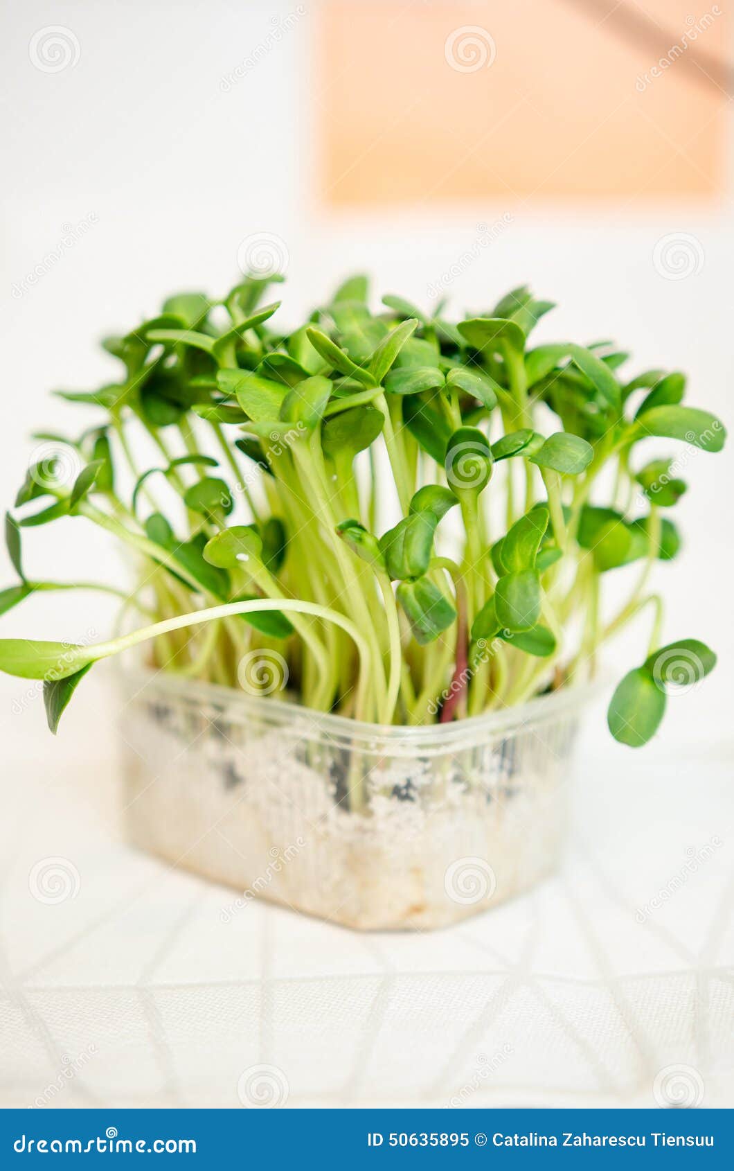 Sunflower seedlings stock image. Image of acids, green - 50635895