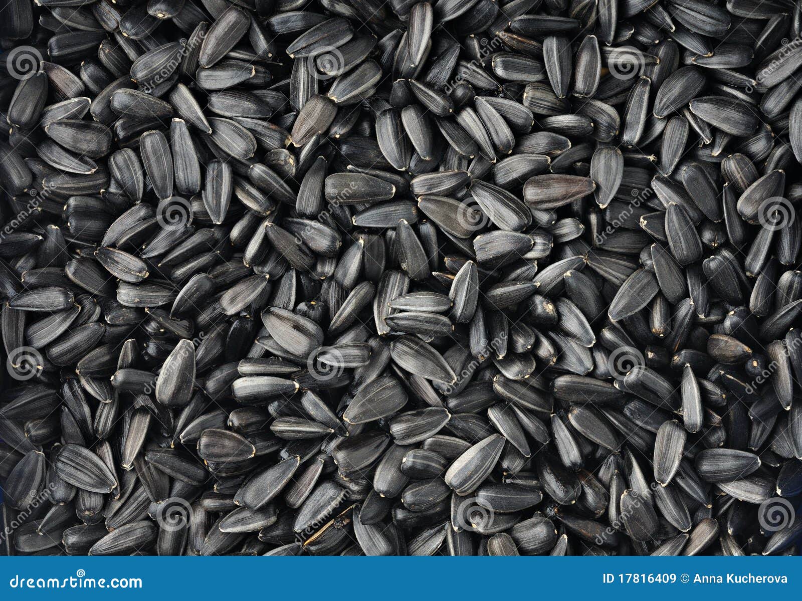 Sunflower Seeds And Agricultural Field Of Yellow Sunflowers Shown In A ...