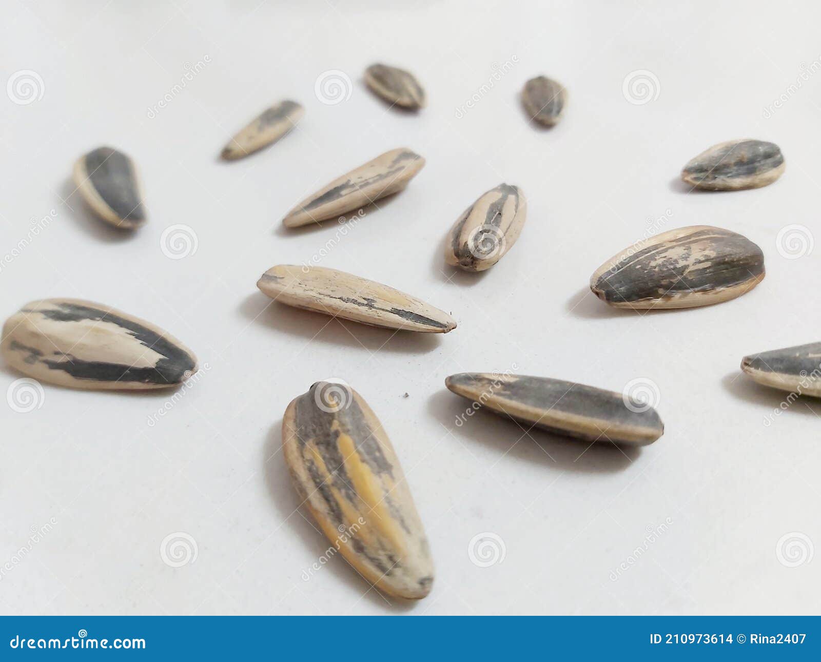 Sunflower seeds . stock photo. Image of sunflower, israel - 210973614