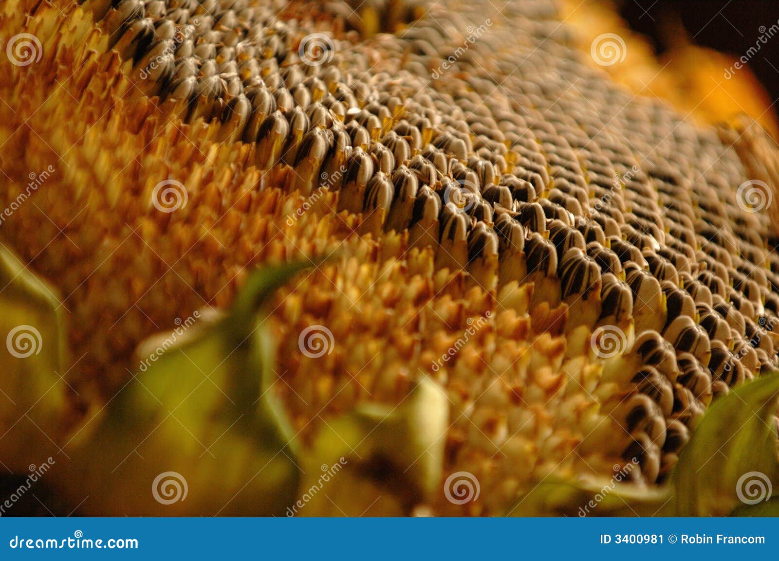 1,495 Huge Seeds Stock Photos - Free & Royalty-Free Stock Photos from ...