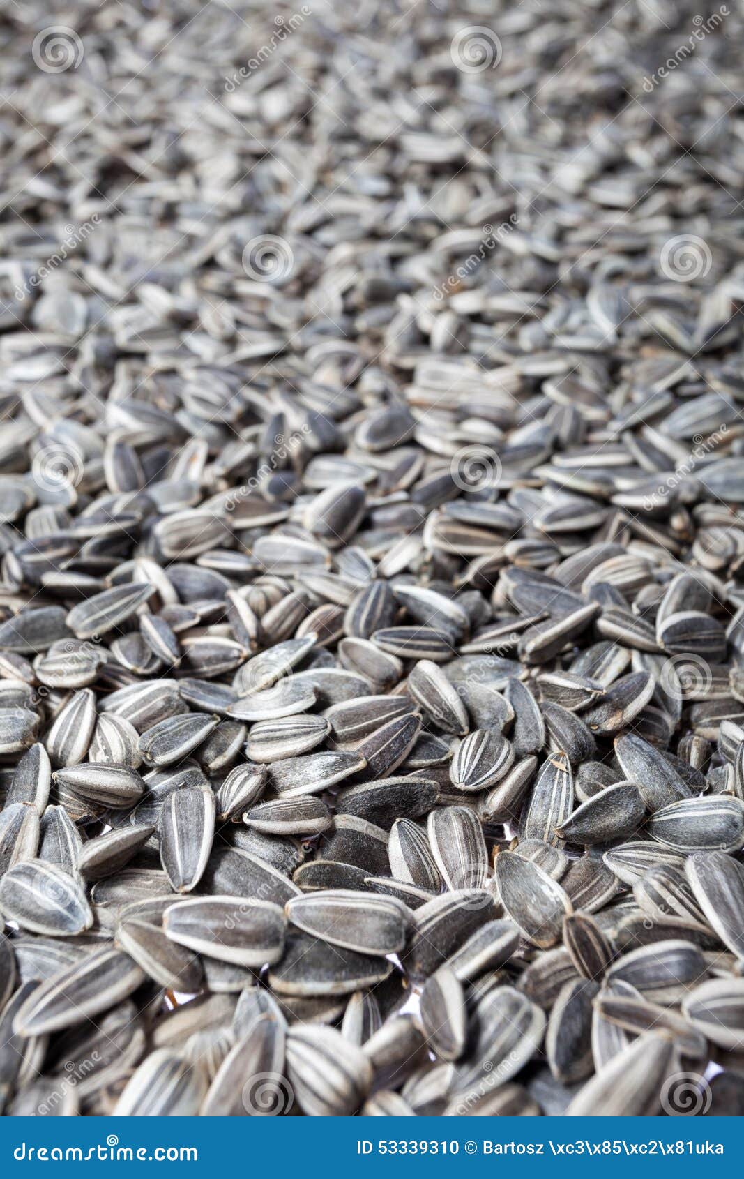 Sunflower Seeds Background. Stock Photo - Image of textures, textured ...
