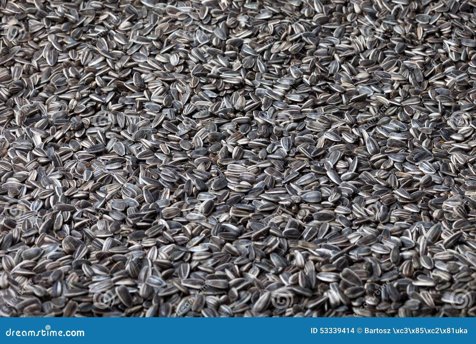 Sunflower Seeds Background. Stock Photo - Image of grains, nature: 53339414