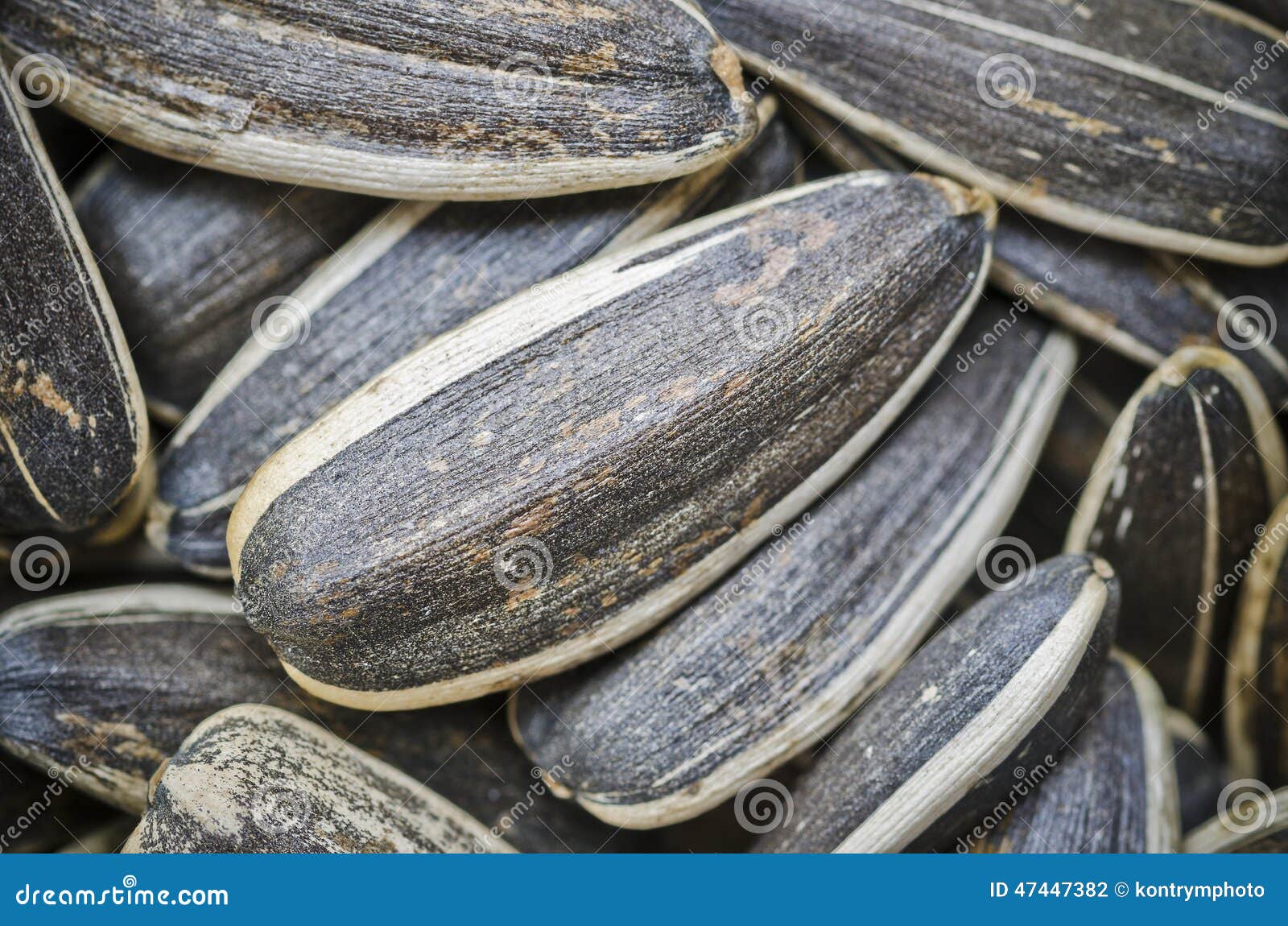 Sunflower Seeds stock photo. Image of close, pattern - 47447382