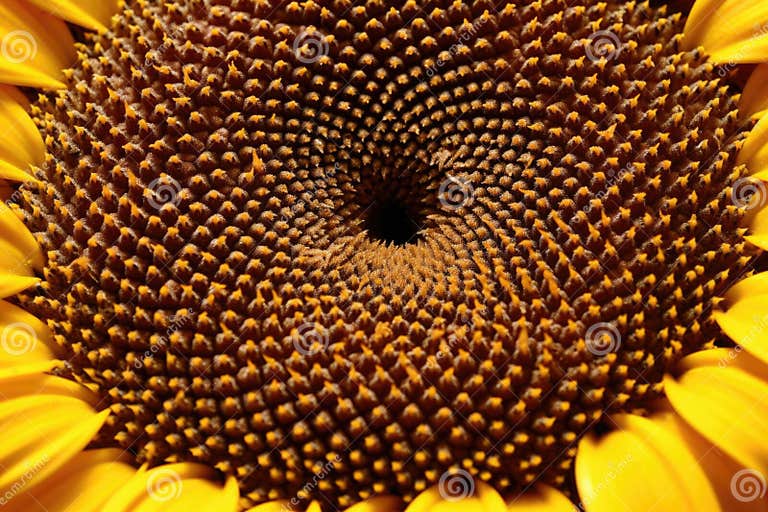 Sunflower Seeds Forming a Mesmerizing Spiral Pattern Stock Photo ...