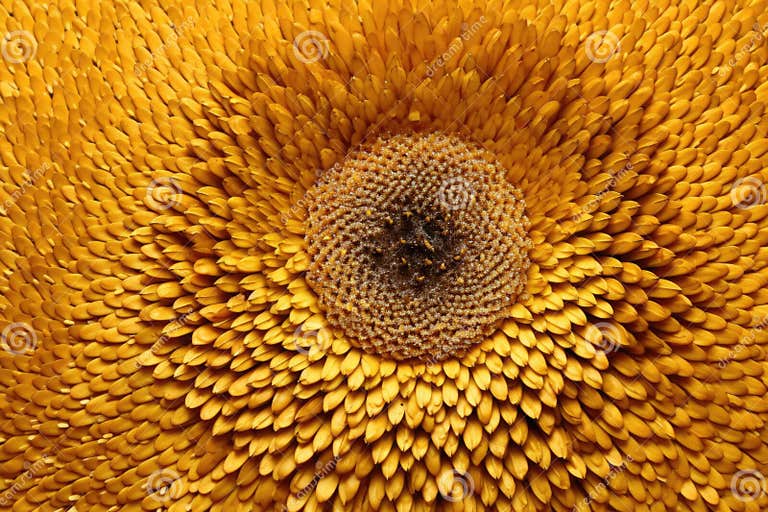 Sunflower Seeds Forming a Mesmerizing Spiral Pattern Stock Illustration ...