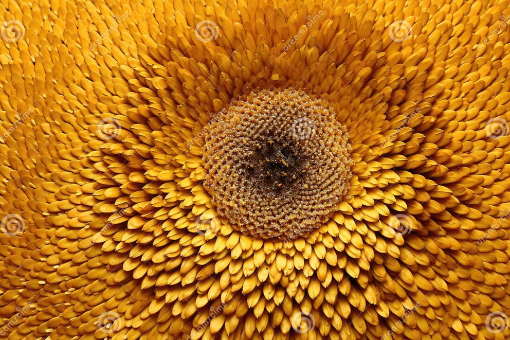 Sunflower Seeds Forming a Mesmerizing Spiral Pattern Stock Illustration ...