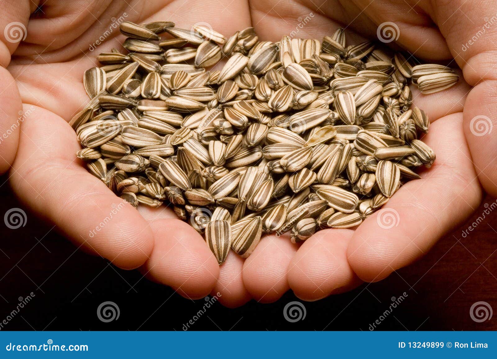 Sunflower seeds in hands stock image. Image of diet, earth - 13249899