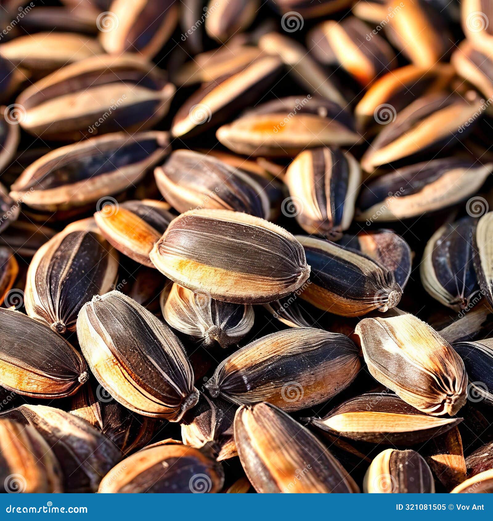 Sunflower Seeds Large Flat Oval Seeds with a Hard Outer Shell a Stock ...