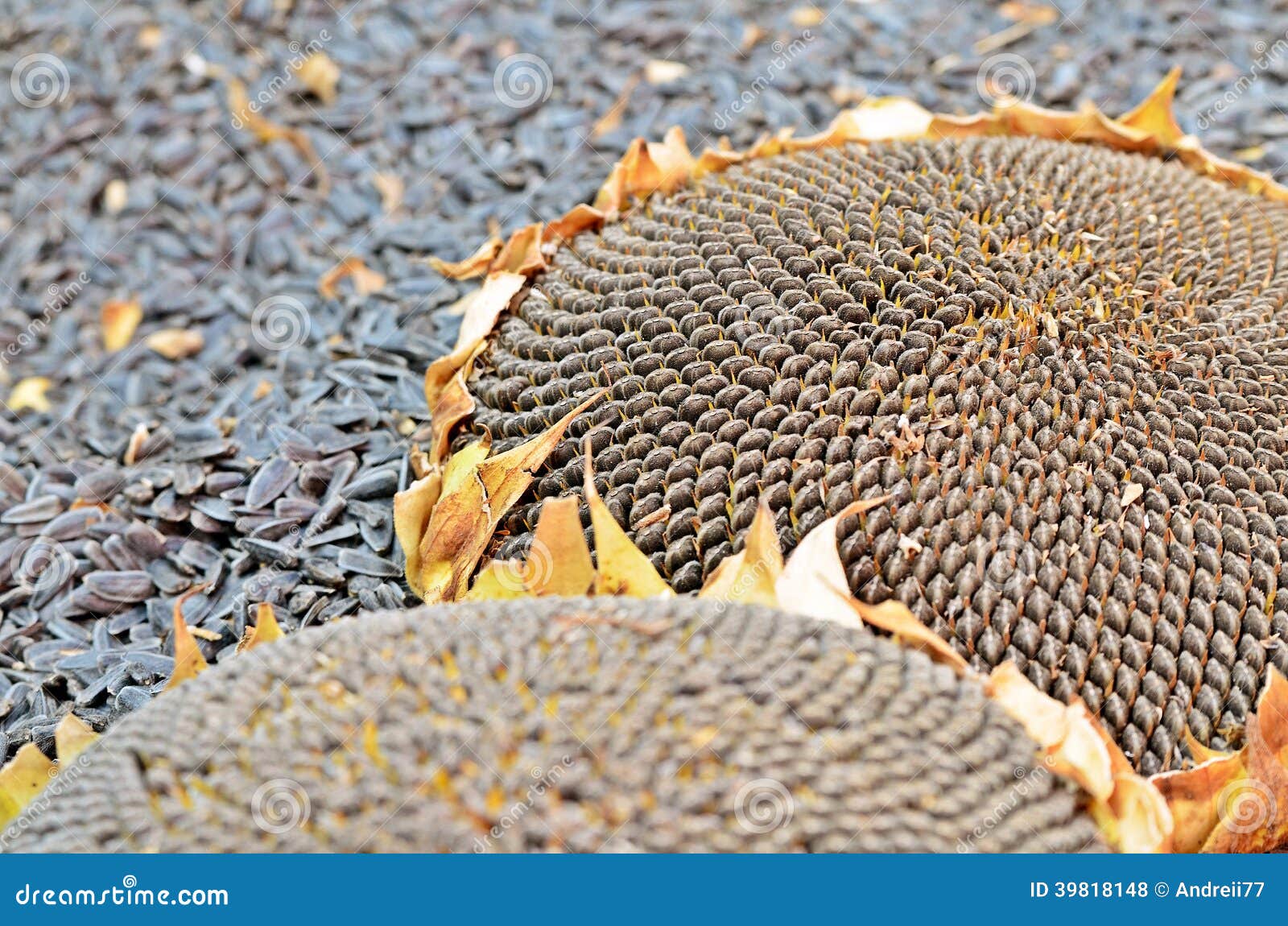 Sunflower seeds stock photo. Image of flower, focus, green - 39818148