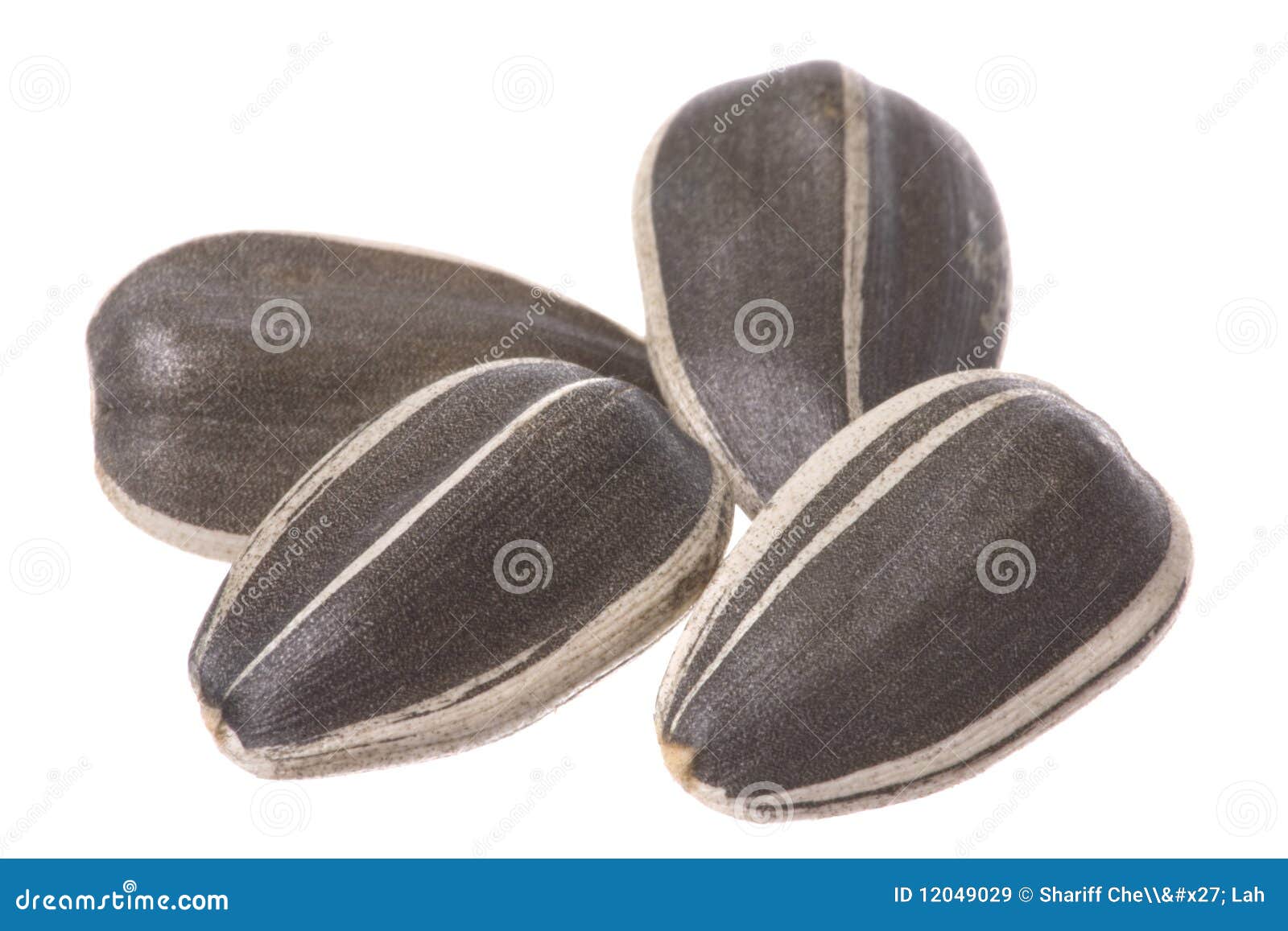 Sunflower Seeds Macro Isolated Stock Image - Image of sunflower ...