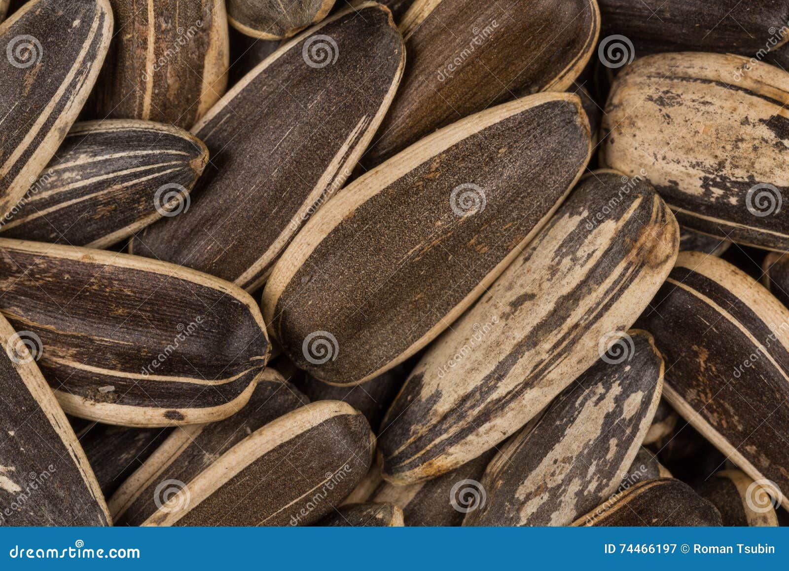 Sunflower seeds pile stock image. Image of dried, cereal - 74466197