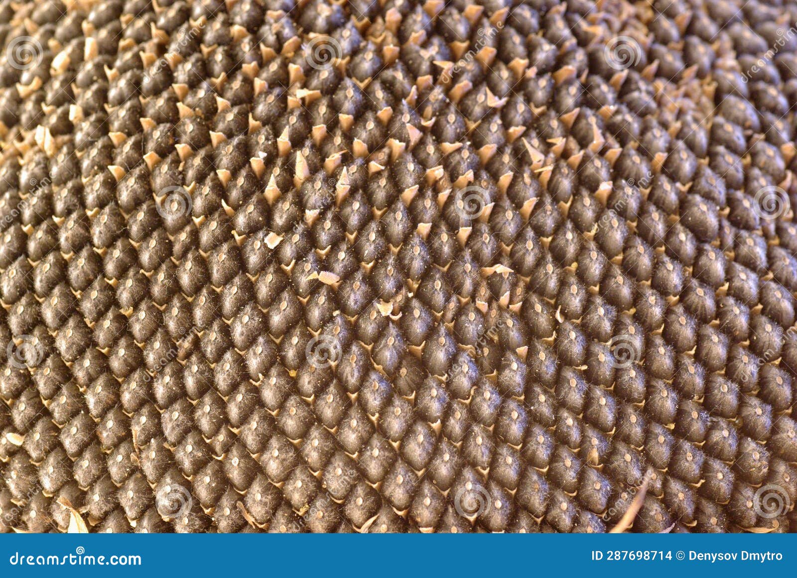 Sunflower Seeds. Ripe Sunflower Seeds Stock Photo - Image of healthy ...