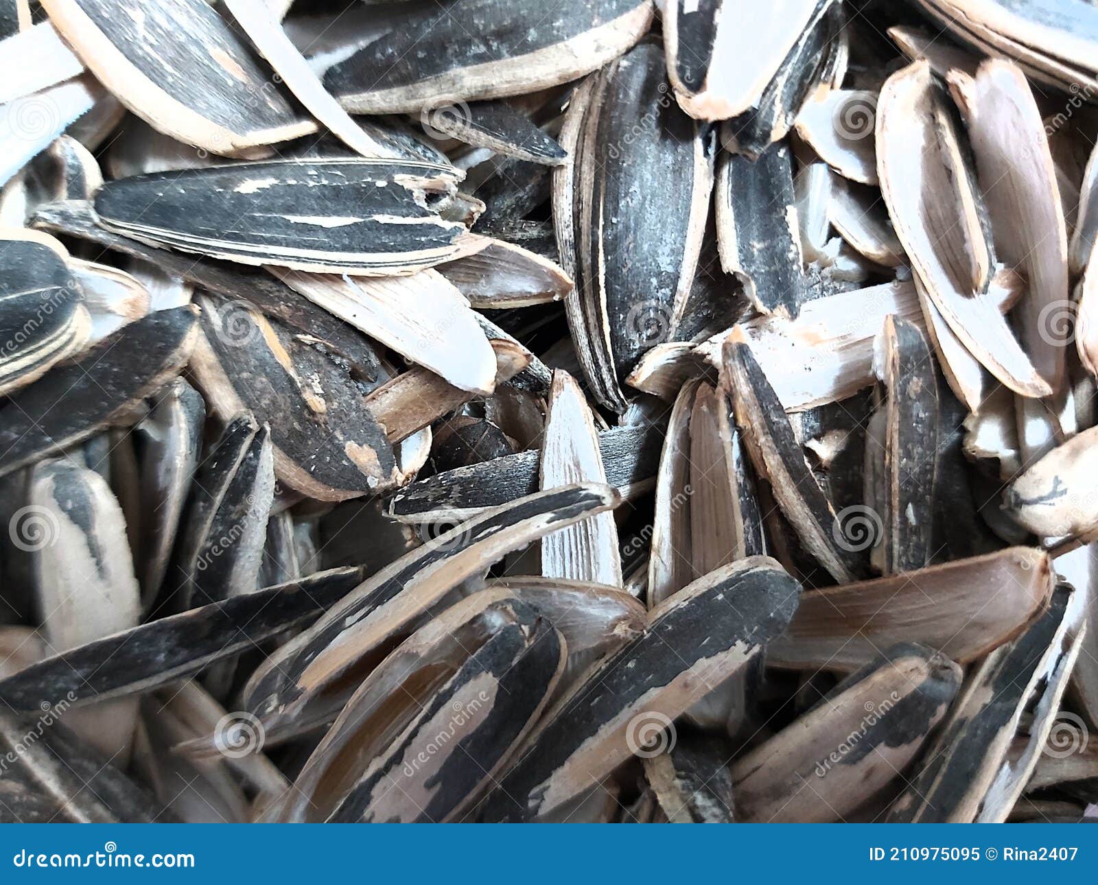 Sunflower seeds shells stock image. Image of black, israel - 210975095