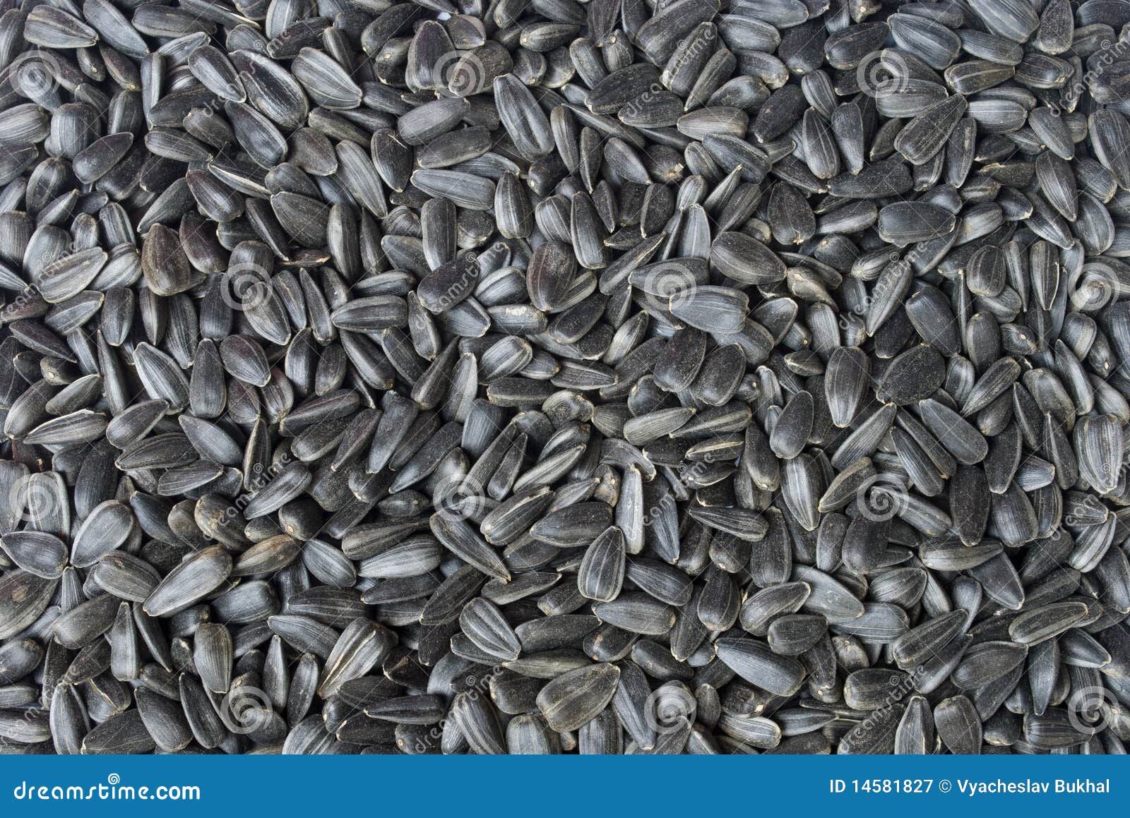 Sunflower seeds texture stock image. Image of crop, macro - 14581827
