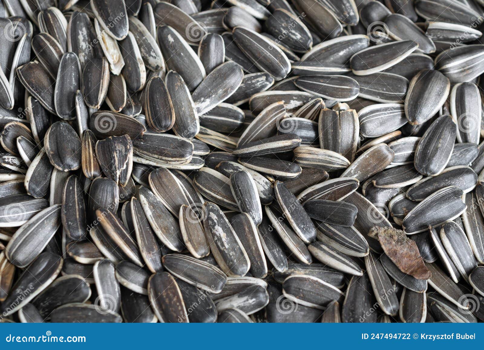 Sunflower Seeds with a Visible Texture. Background Stock Photo - Image ...