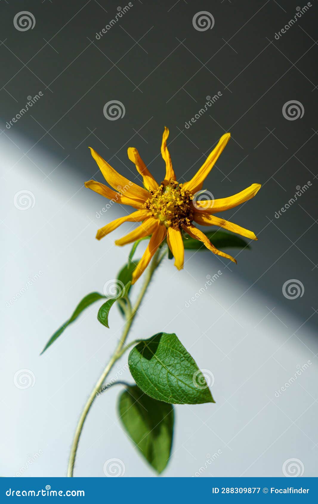Front-Facing Sunflower Illuminated by Direct Sunlight with Intense ...