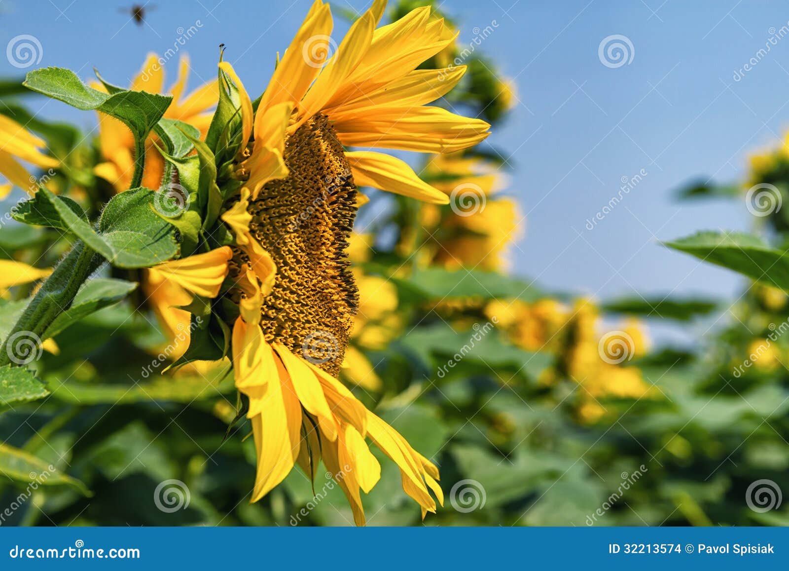 Sunflower from side. stock photo. Image of closeup, plant - 32213574