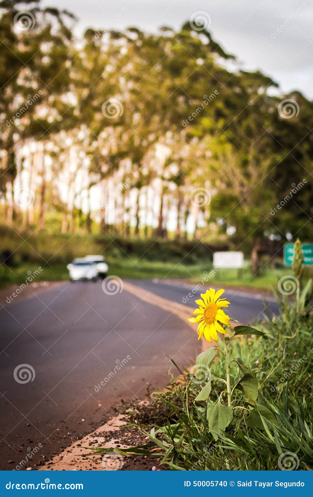Sunflower by the Side of the Road Stock Photo - Image of agriculture ...