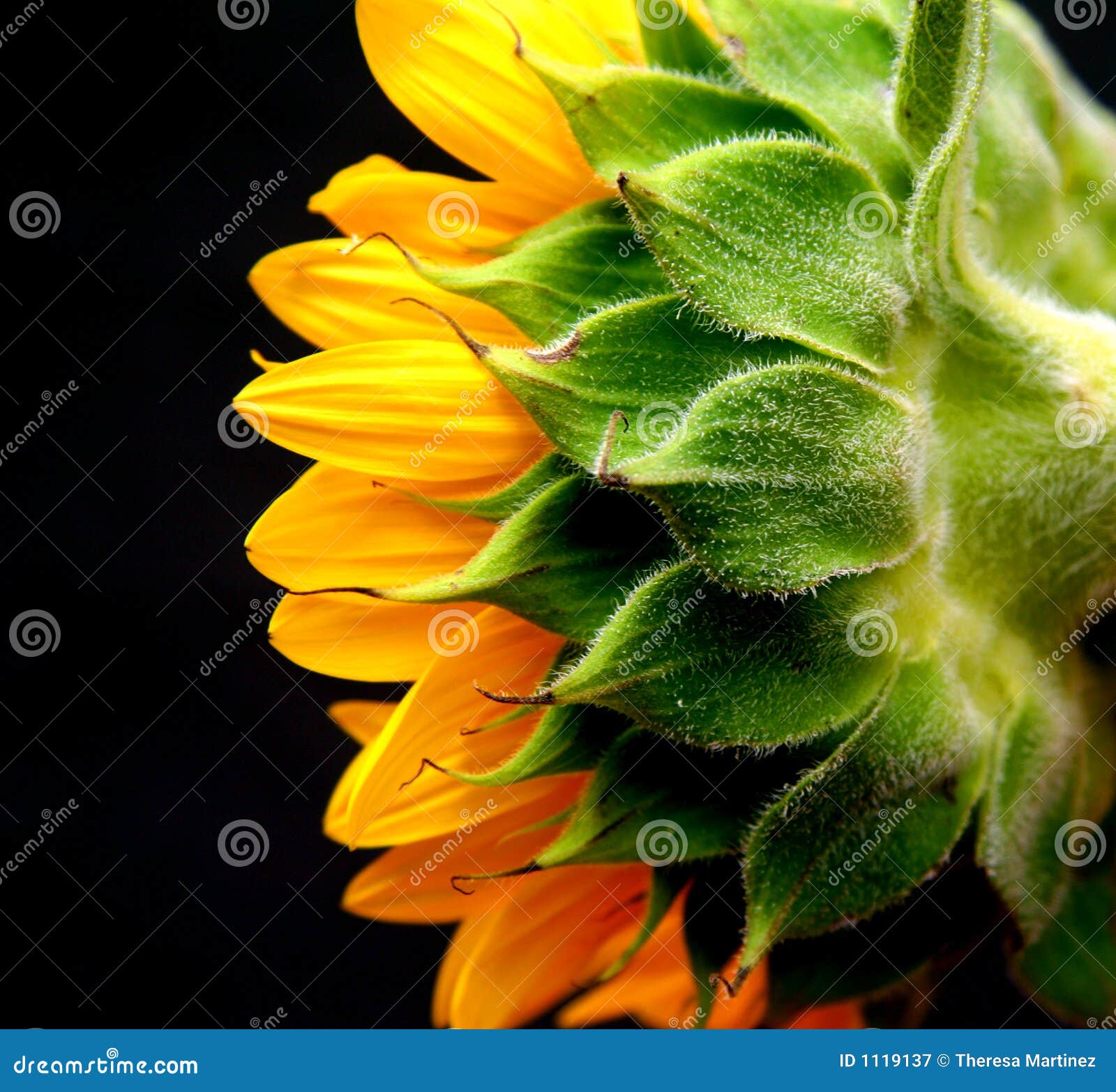 Sunflower Side View stock image. Image of nature, closeup - 1119137