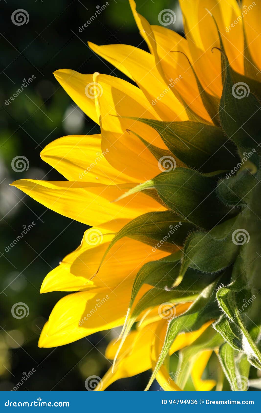 324 Sunflower Side View Close Up Stock Photos - Free & Royalty-Free ...