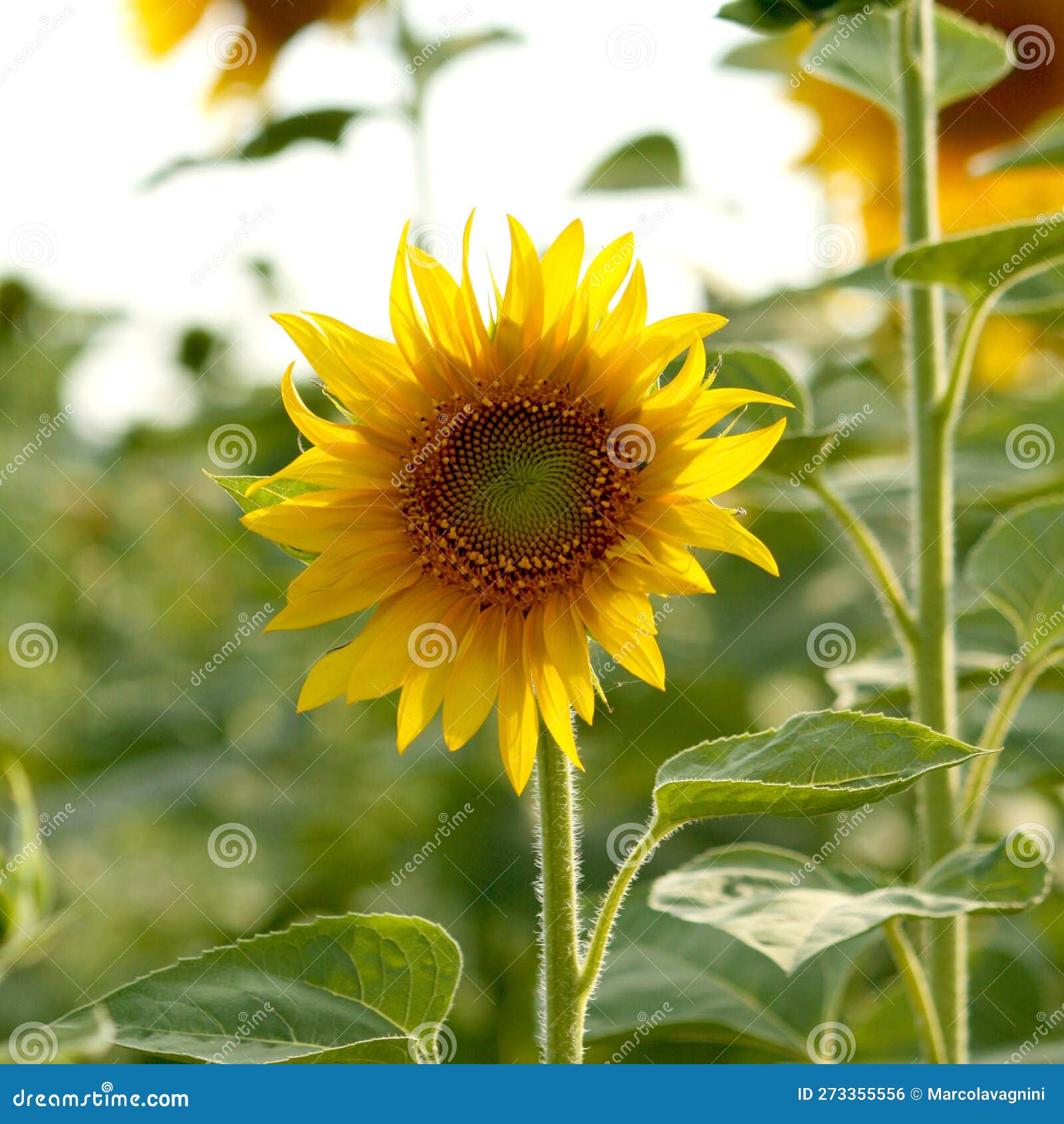 Sunflower - Single Sunflower Details in Nature Stock Photo - Image of ...