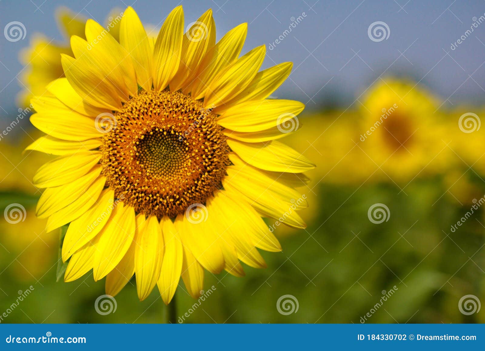 Sunflower single giant stock photo. Image of longhair - 184330702