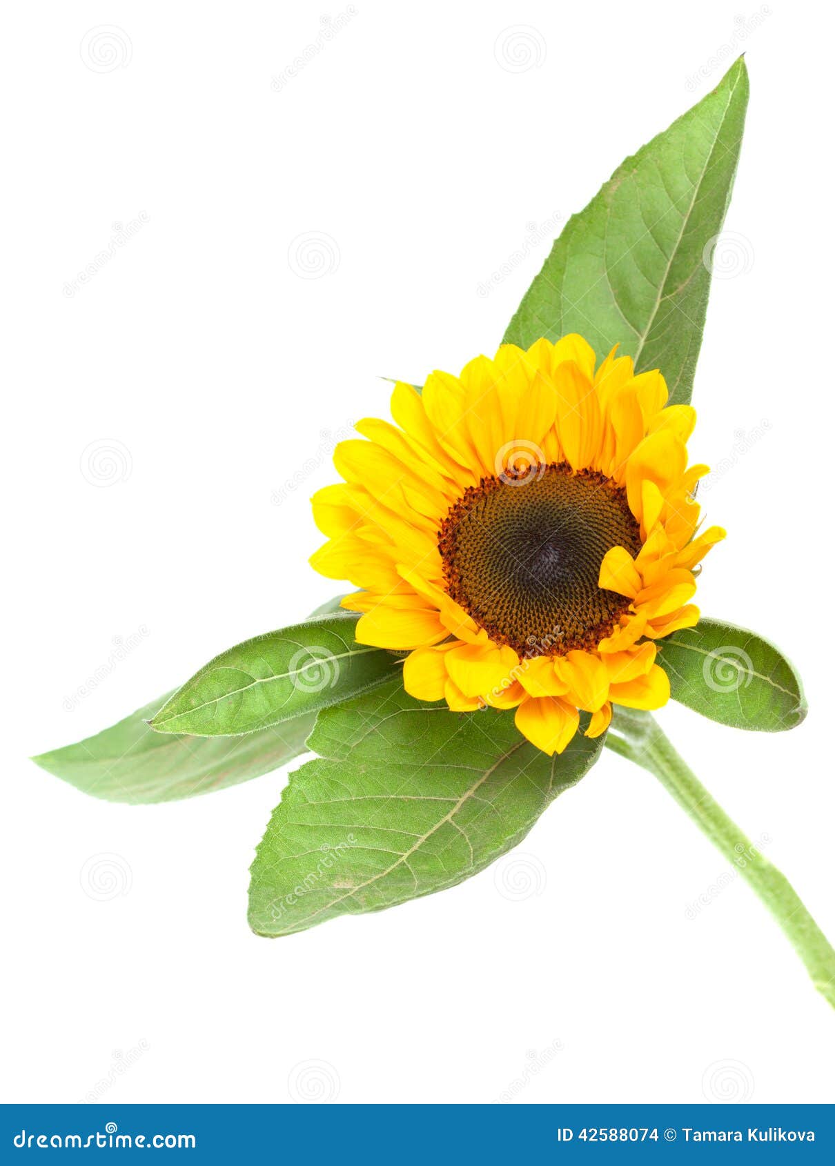 Sunflower stock photo. Image of details, floral, single - 42588074