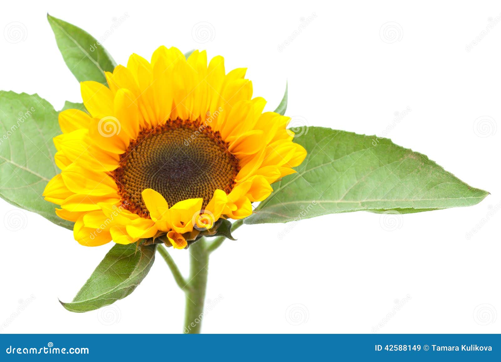 Sunflower stock image. Image of petals, freshness, single - 42588149