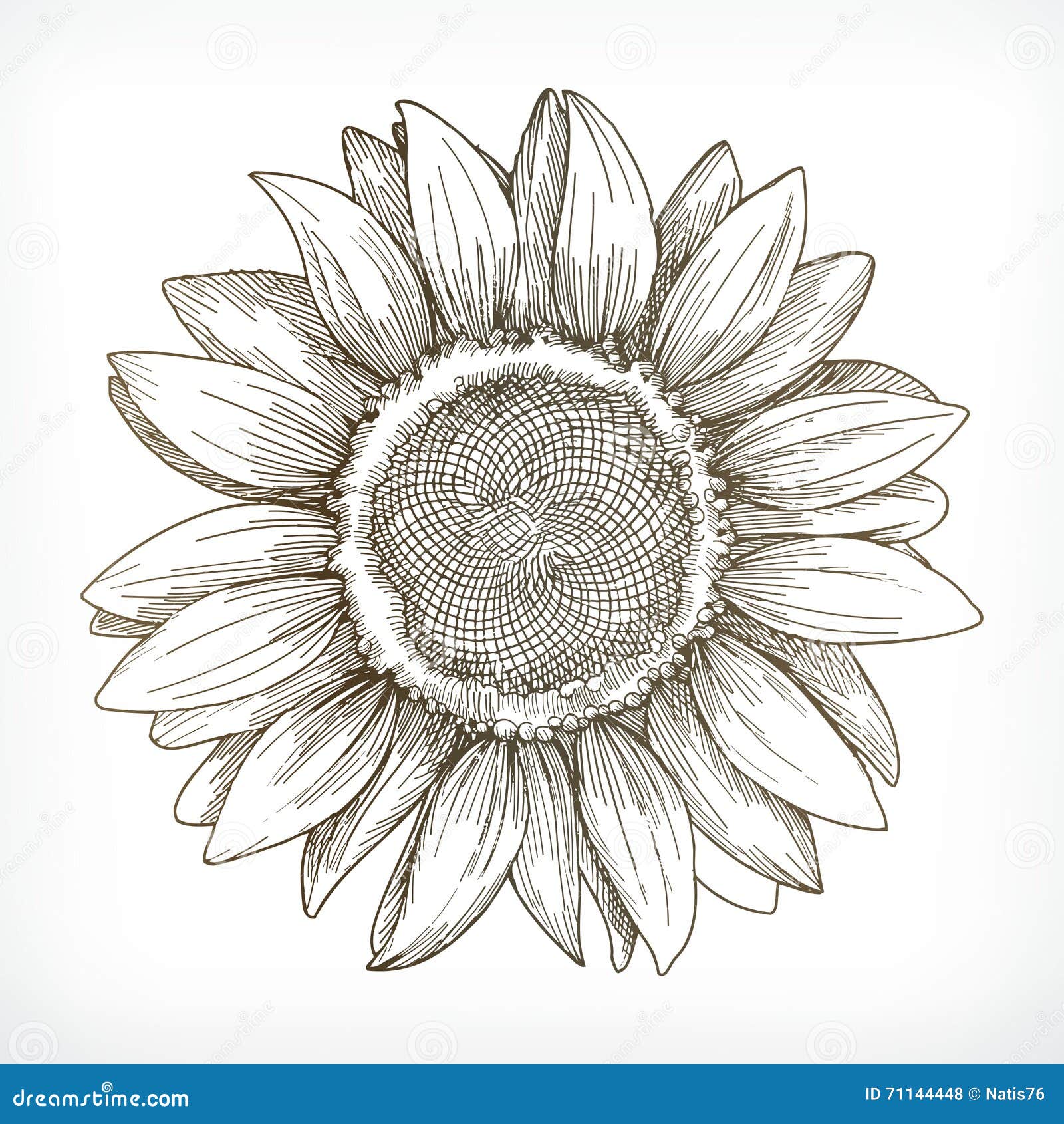 Sunflower Sketch, Hand Drawing, Vector Illustration Stock Vector ...