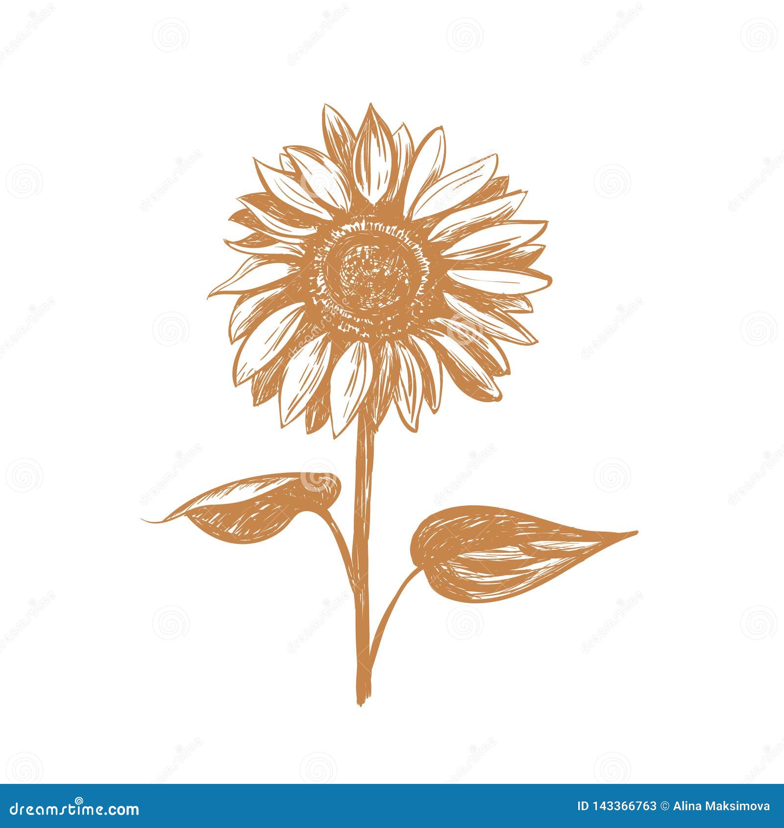 Sunflower Sketch, Hand Drawing, Vector Illustration Sunflower Set ...
