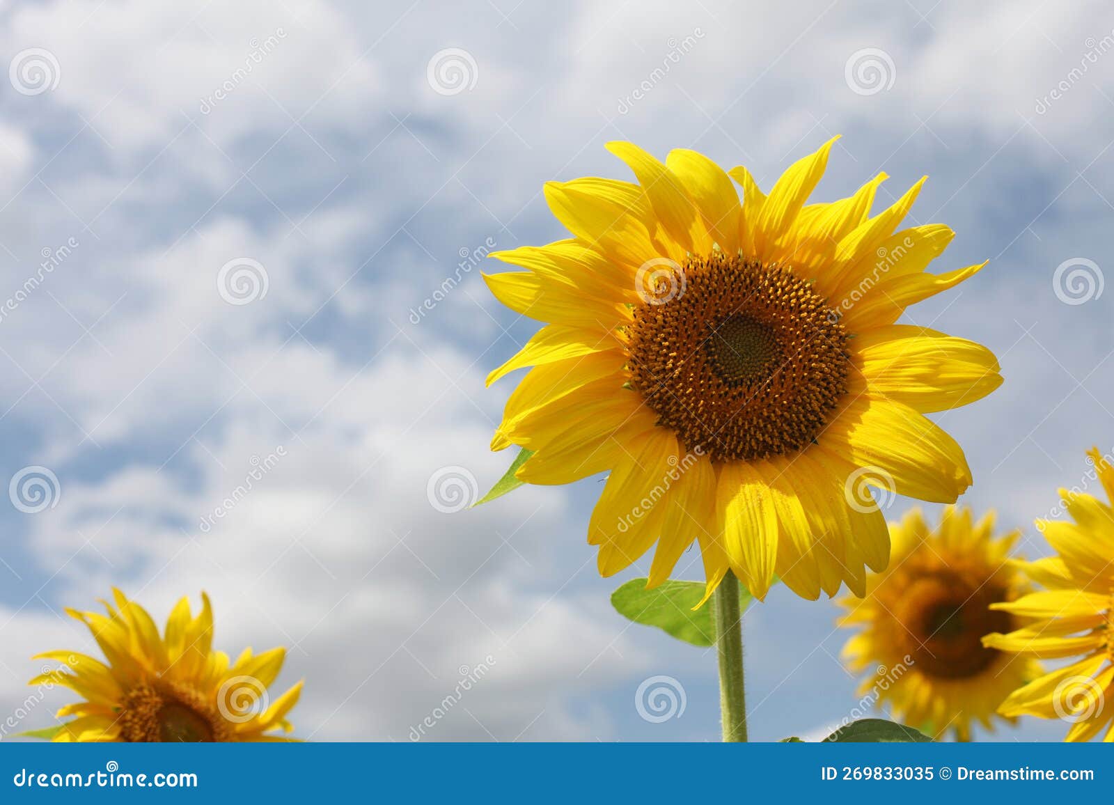 Sunflower and Sky. Nature Horizontal Background Stock Image - Image of ...