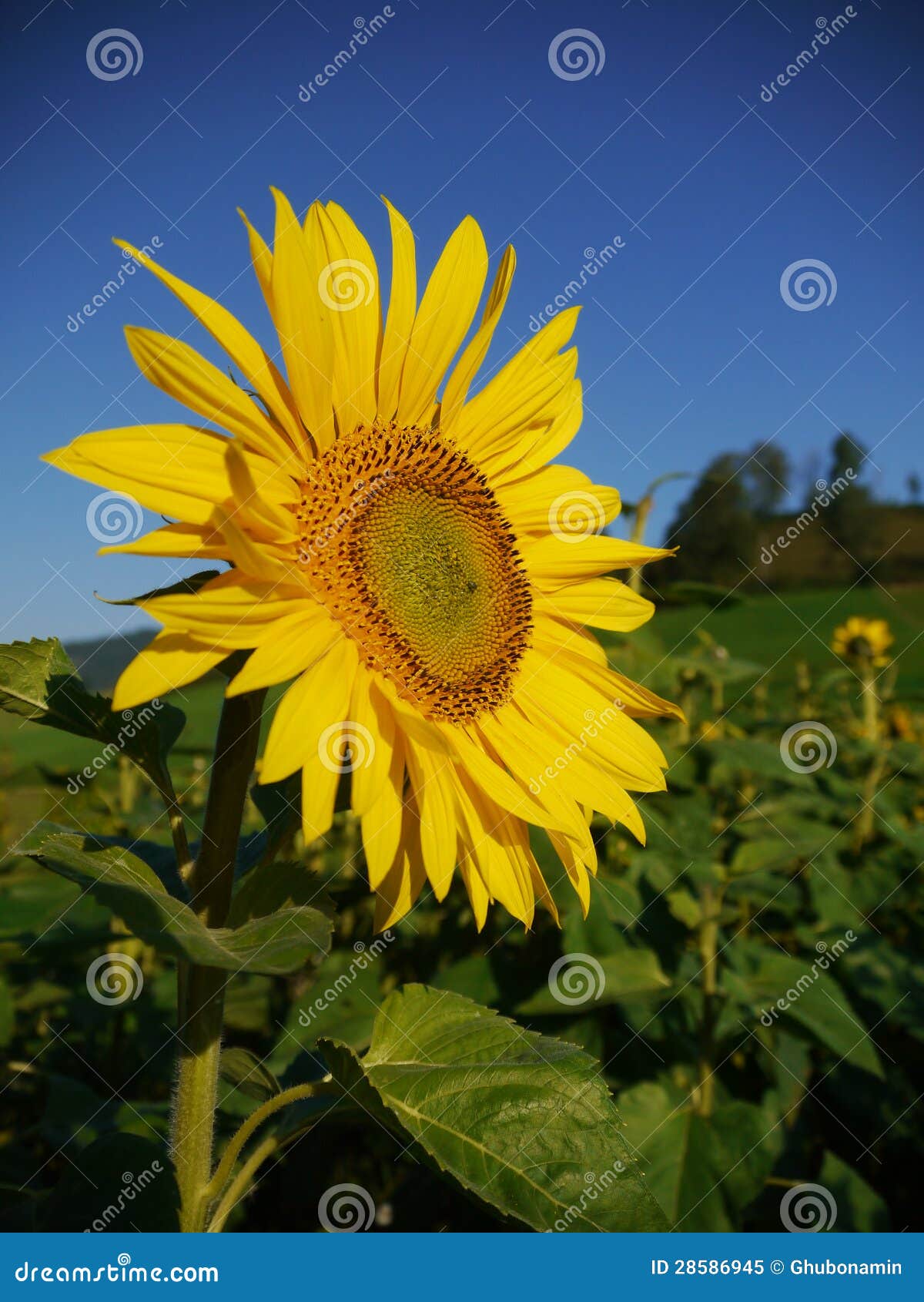 Sunflower sky outside stock image. Image of blooming - 28586945